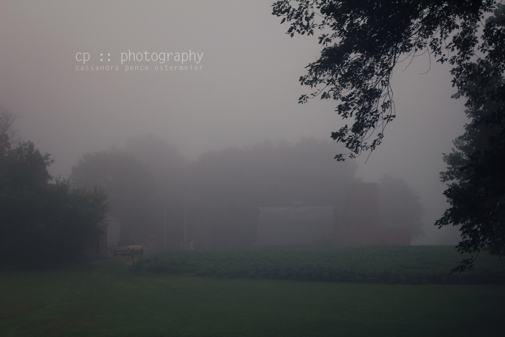 sassafras: morning fog :: farm photography