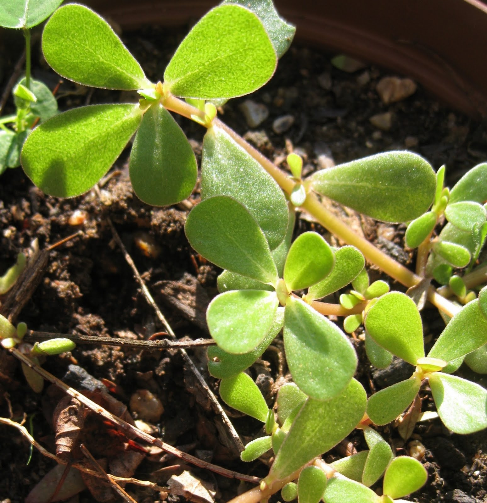 Imfino, Morogo, Muroho: Africa's Traditional "Leafy Greens"