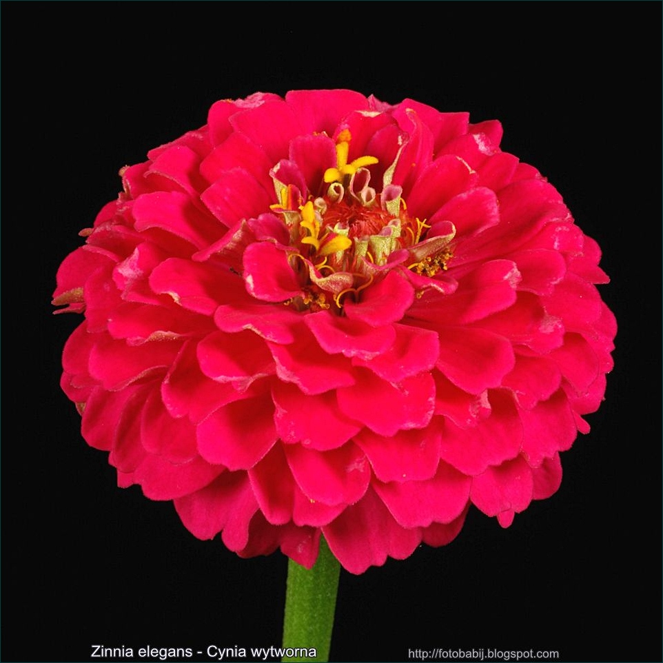 Plant Gallery - Encyklopedia Roślin: Zinnia elegans - Cynia wytworna