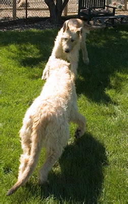 The Hounds Of Heaven: Erlina and Oisin - Stoop Tag