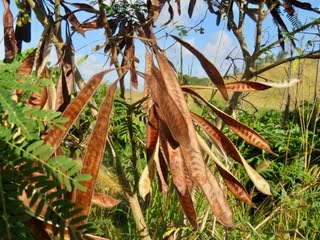 The Adventures of Tintin: LomaLoma more images