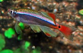 Aquarismo Real: Tanichthys Albonubes