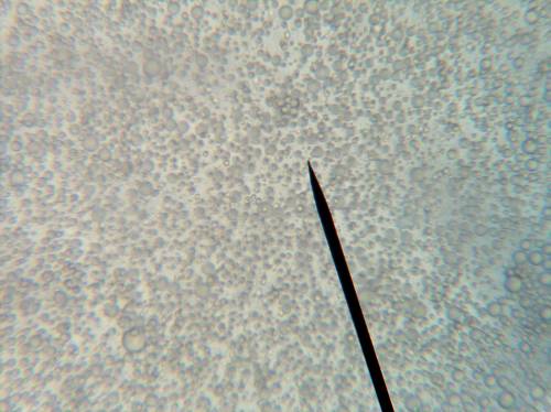 peaceful parenting: Microscopic View of Human Milk, Cow's Milk and Formula