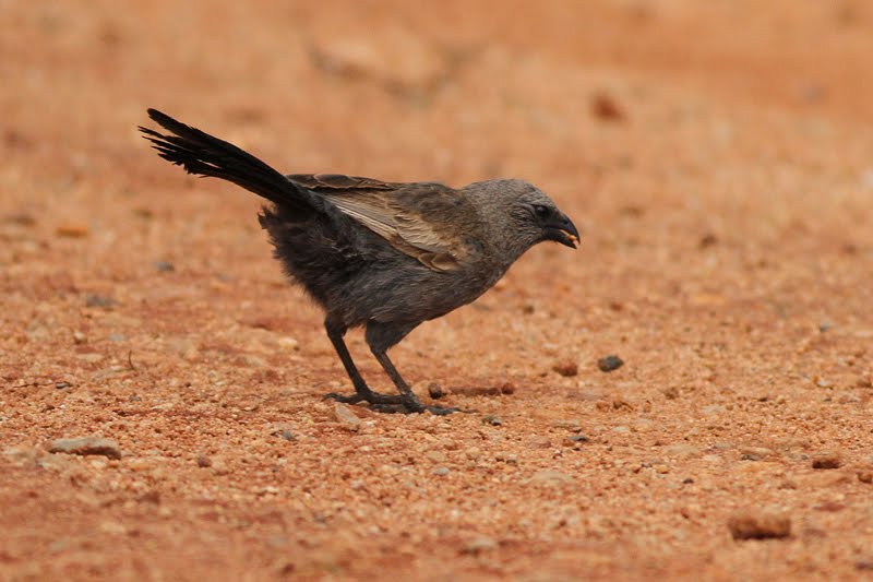 Dartford Warbler: Griffith, NSW