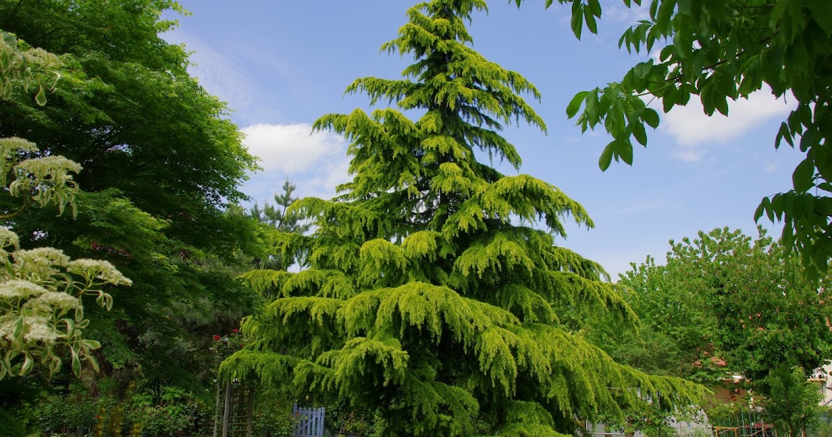 Mes arbres en photo. My trees photo. 私の木々の写真: Cedrus deodara (Cedre de ...