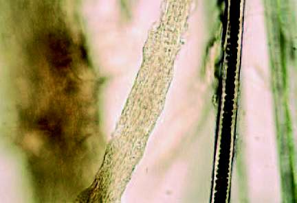 PELE PET: TRICOGRAFIA EM CÃES