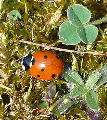 Wild and Wonderful: Ladybird Alert (3): My First Ladybird of the Season