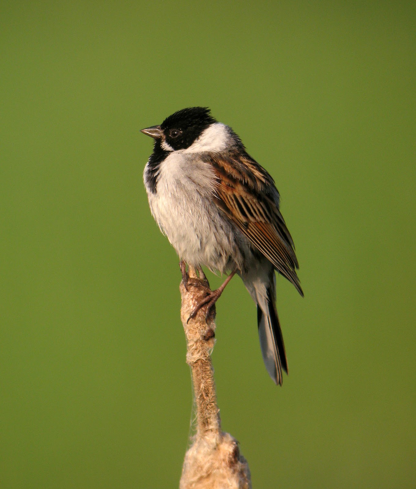 Hedgeland Tales: May 2012