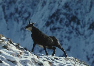 Chamois