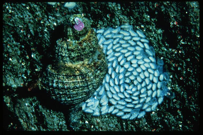 Buzz's Marine Life of Puget Sound: Eggs of the Intertidal