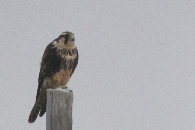 Aves Australes: Halcón Perdiguero
