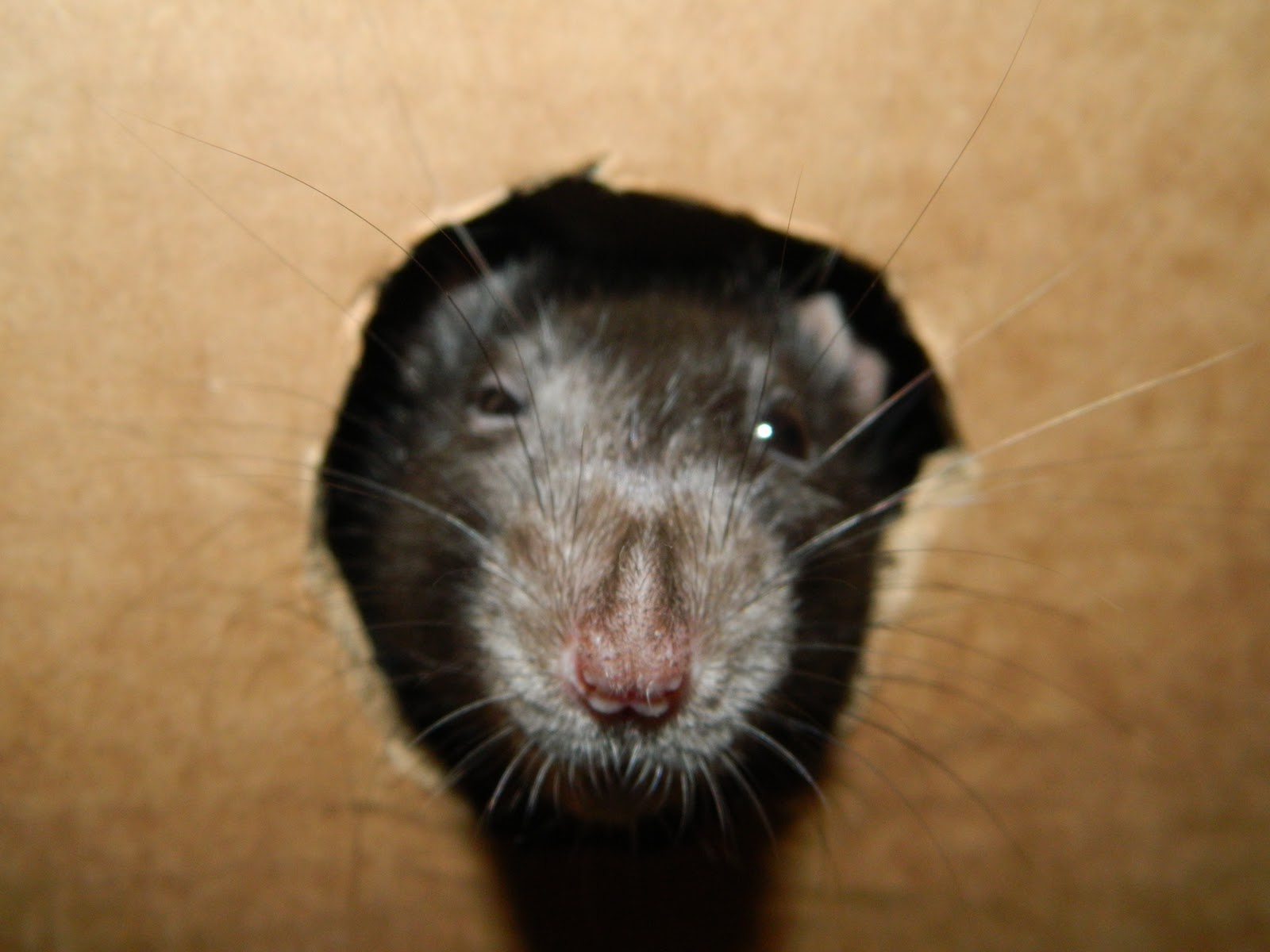 1000+ images about Rat Obsession on Pinterest | Rats, Pet Rats and ...