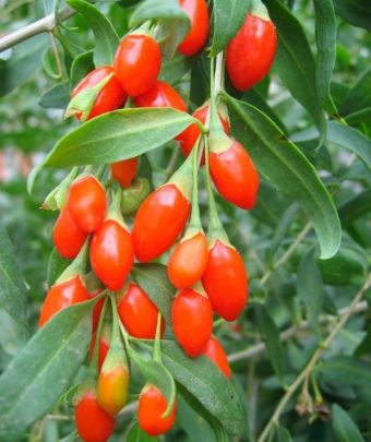 TERAPII ALTERNATIVE SI TRATAMENTE NATURISTE: GOJI, UN PUTERNIC ANTIOXIDANT