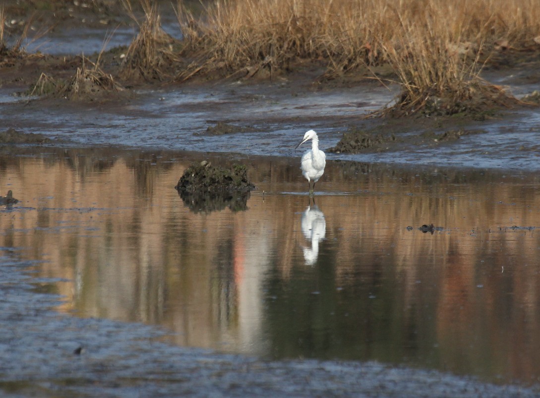 New England Coastal Birds: "Three Days of Winter Seabirding on Cape Cod ...