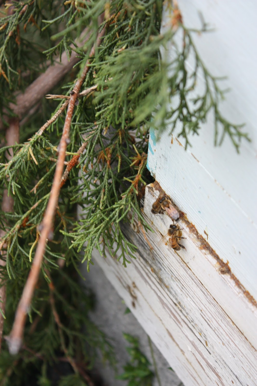 Pen & Hive: Beekeeping Problems: Tempermental Bees and Testy Weather