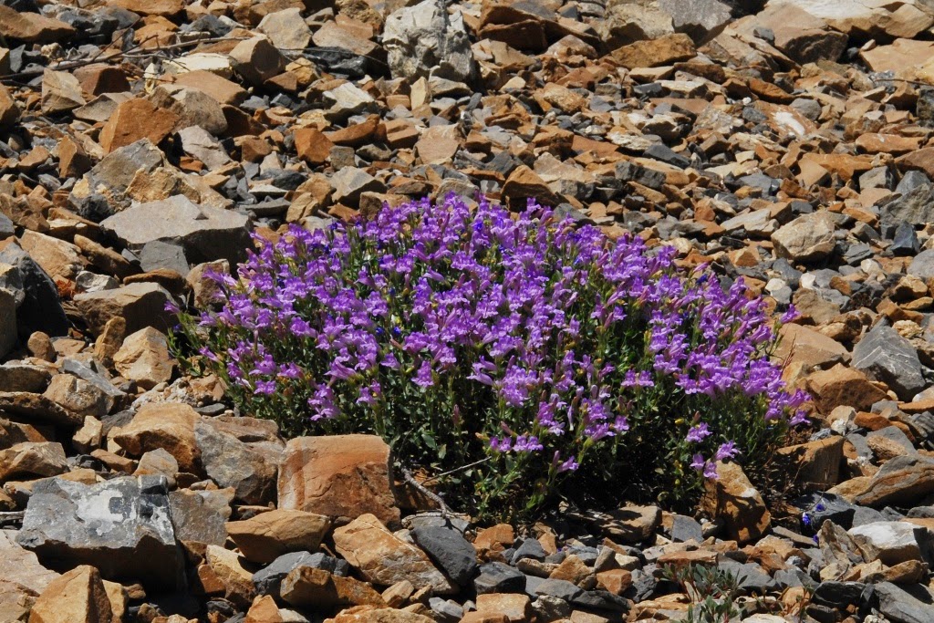 Wildflowers of the Wasatch Mountains and Bear River Range: Key to Penstemon