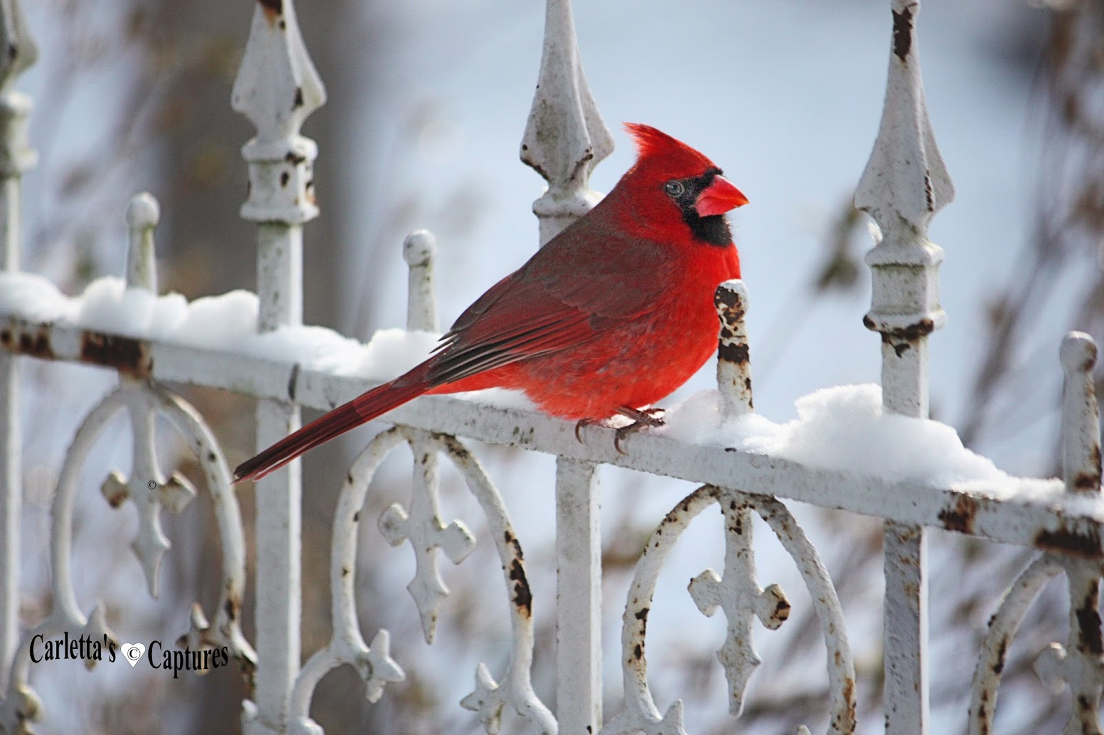 Round The Bend: Wild Birds: Cardinal on the garden gate
