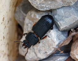 A View from Snickersville: Crazy as a Bessie Bug