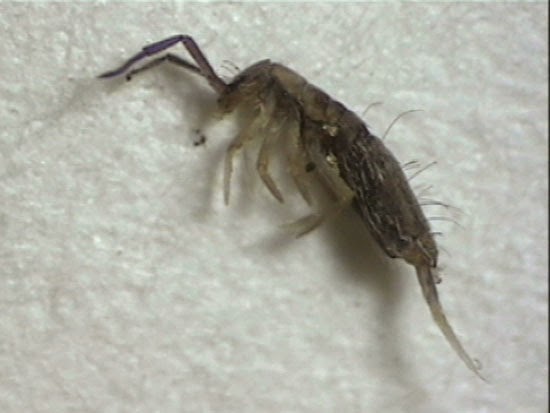Colémbolo (Collembola)