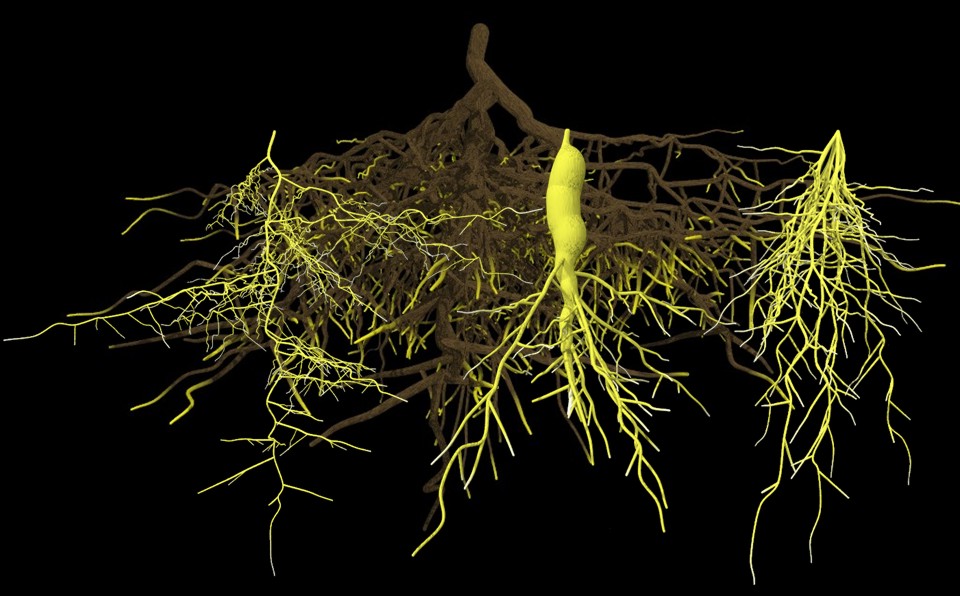 Signal Selection: rhizosphere, the real Eywa