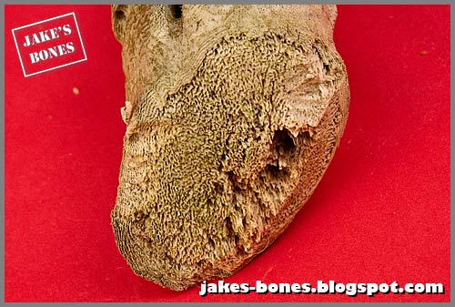 Strange bones #10 - what is this ? : Jake's Bones
