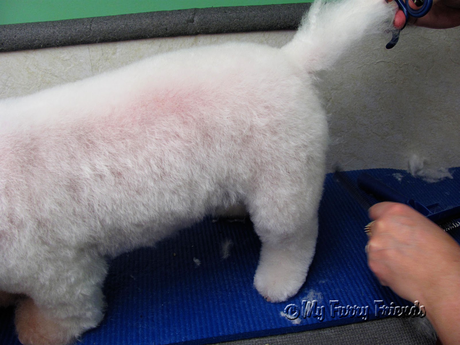 Pet Grooming: The Good, The Bad, & The Furry: Neat Round Feet