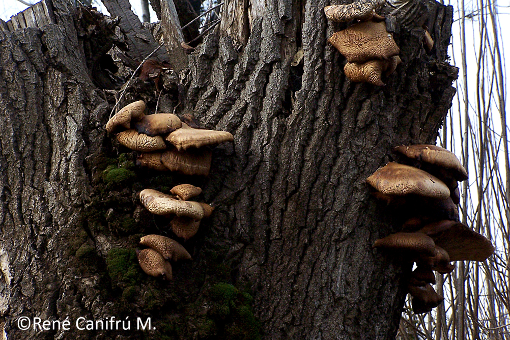 Hongos: Pleurotus ostreatus