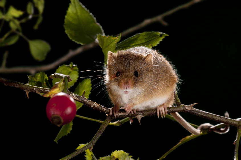 News from AGAMI image library - www.agami.nl: Springende muizen