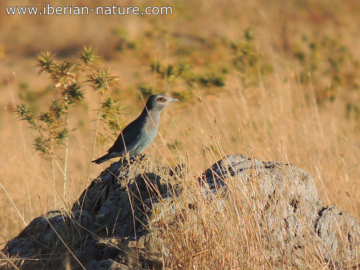 Iberian Nature - Servicio de guías de naturaleza. Birding in ...
