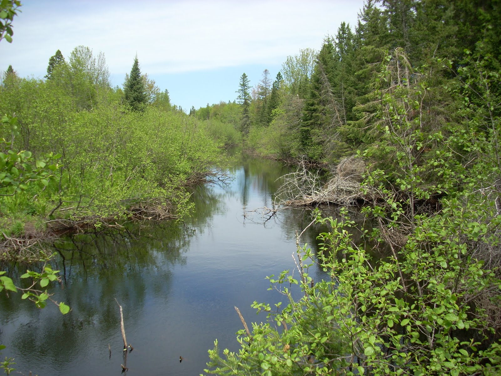 Swamp Creek Farm: Feels Like Summer