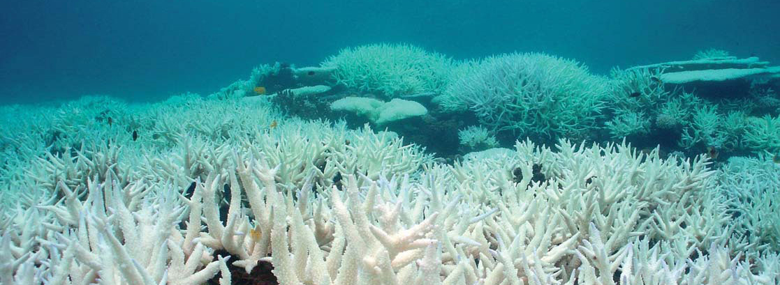 El Arte de la Orfebrería y Joyería : El Coral