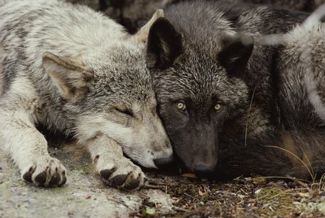 White Wolf : The Truth About Wolves: Facts vs. Fiction