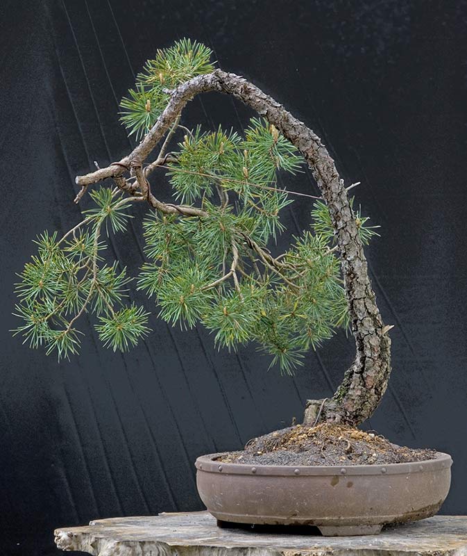 Walter Pall Bonsai Adventures: Four literati Scots pines