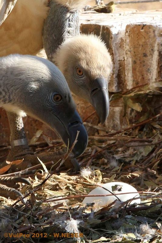 Fascinated by Vultures: Cute Cape Vulture chick at VulPro