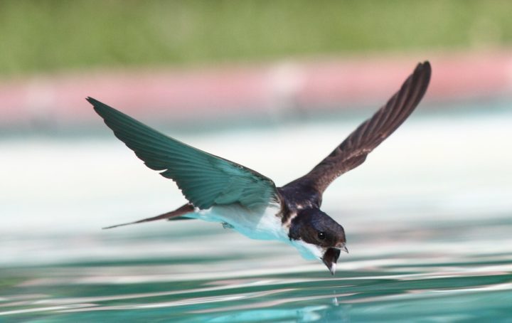 Jardim Animal: A Andorinha