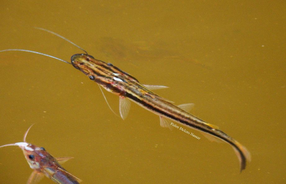 Fauna Brasileira: bico-de-pato