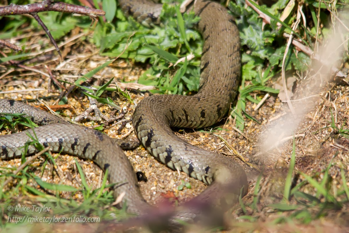 MERSEA WILDLIFE: SNAKE-SHOTS