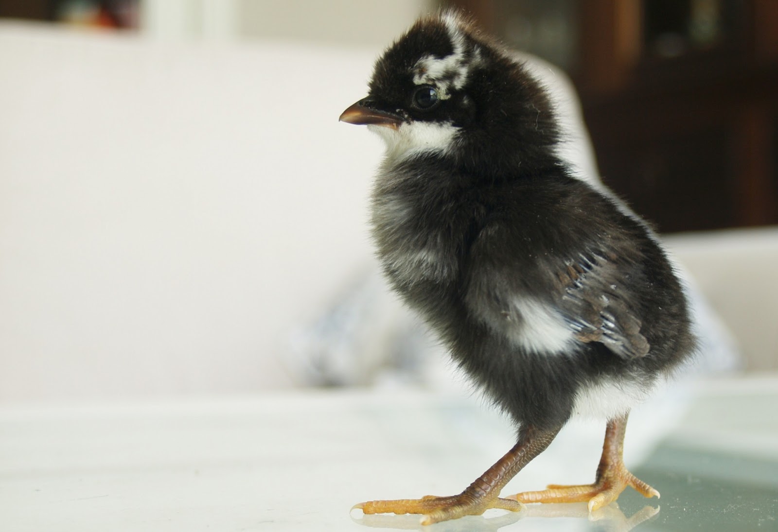Newborn chick! - At home