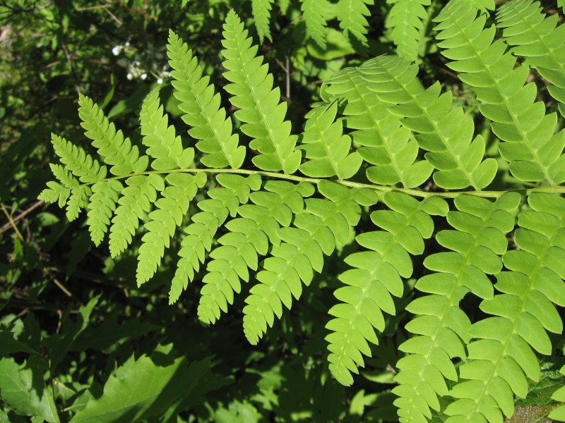 Tangled Web: The Ferns of our Fields, Forests and Fens