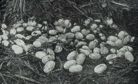 Animal Encyclopedia: Alligator Reproduction and Anatomy