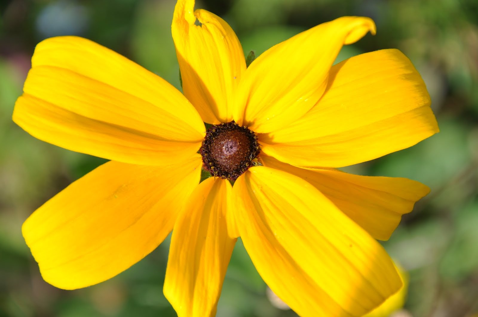 Le Tocard: Photos de fleurs gratuites et libres de droit
