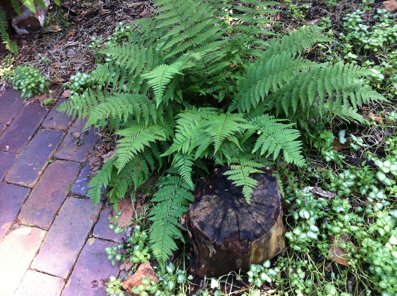 j. siegel designs blog: Fabulous Ferns!