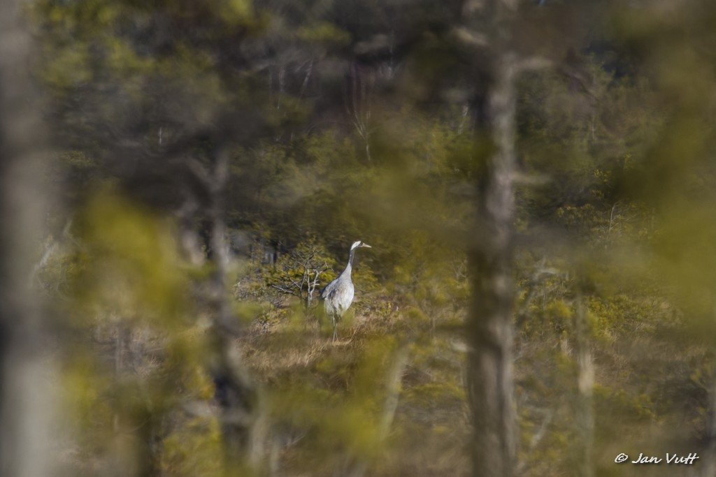 Jan Vutt fotogalerii: Varakevadine sookurg