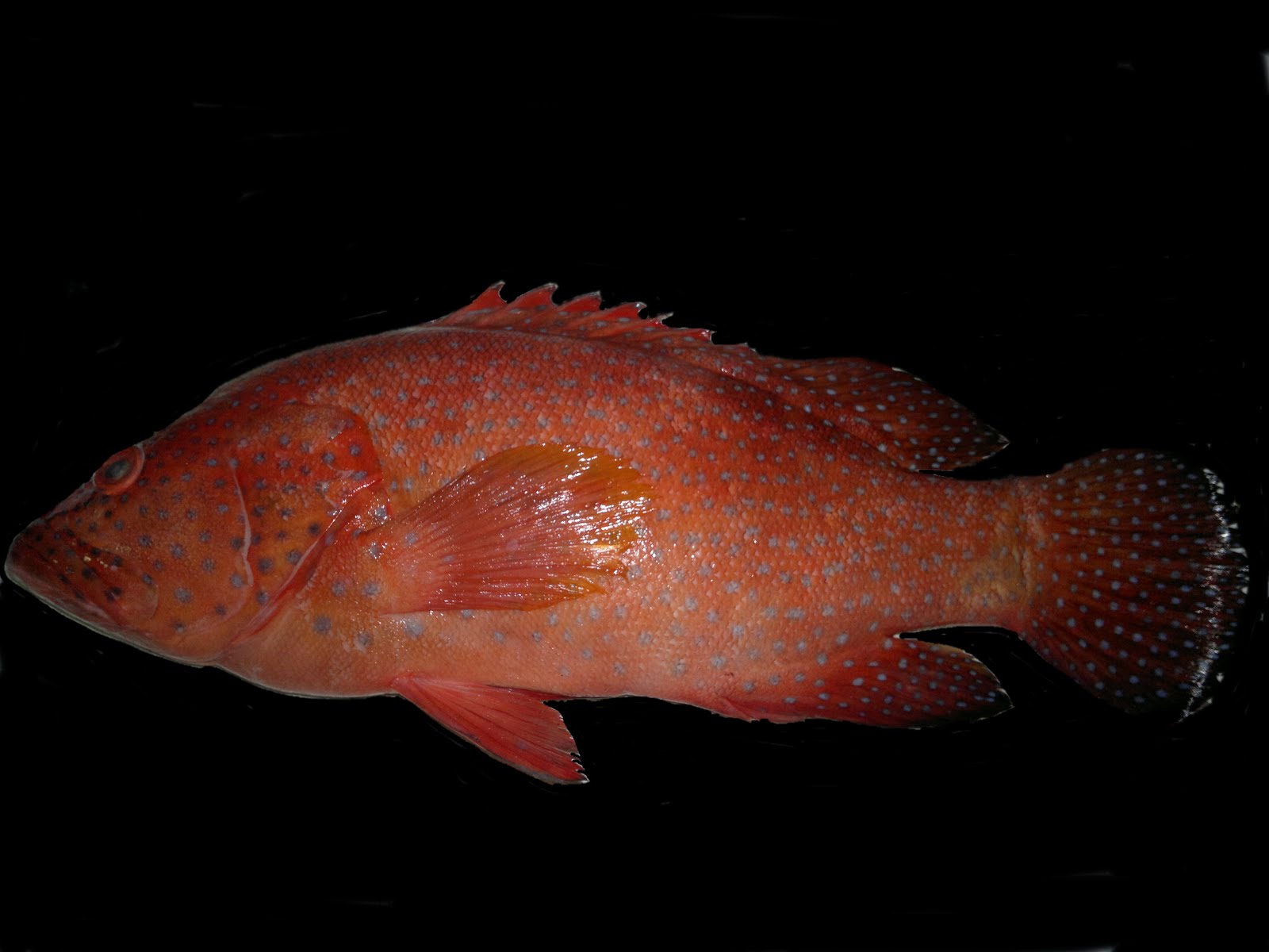 Fisheries: ปลากะรังแดงจุดฟ้า Plectropomus leopardus (Lacepède, 1802)