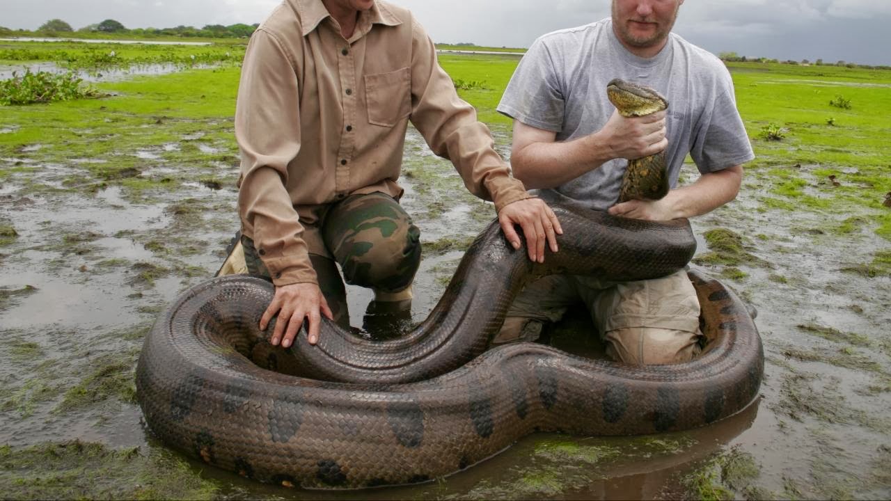 Les Serpents Géants | Culture-Video Se cultiver grâce a la video