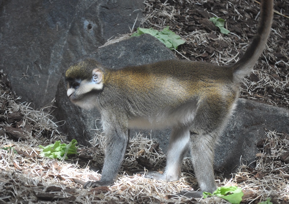 ZOOTOGRAFIANDO (6.100 ANIMALS): CERCOPITECO DE COLA ROJA / RED-TAILED ...