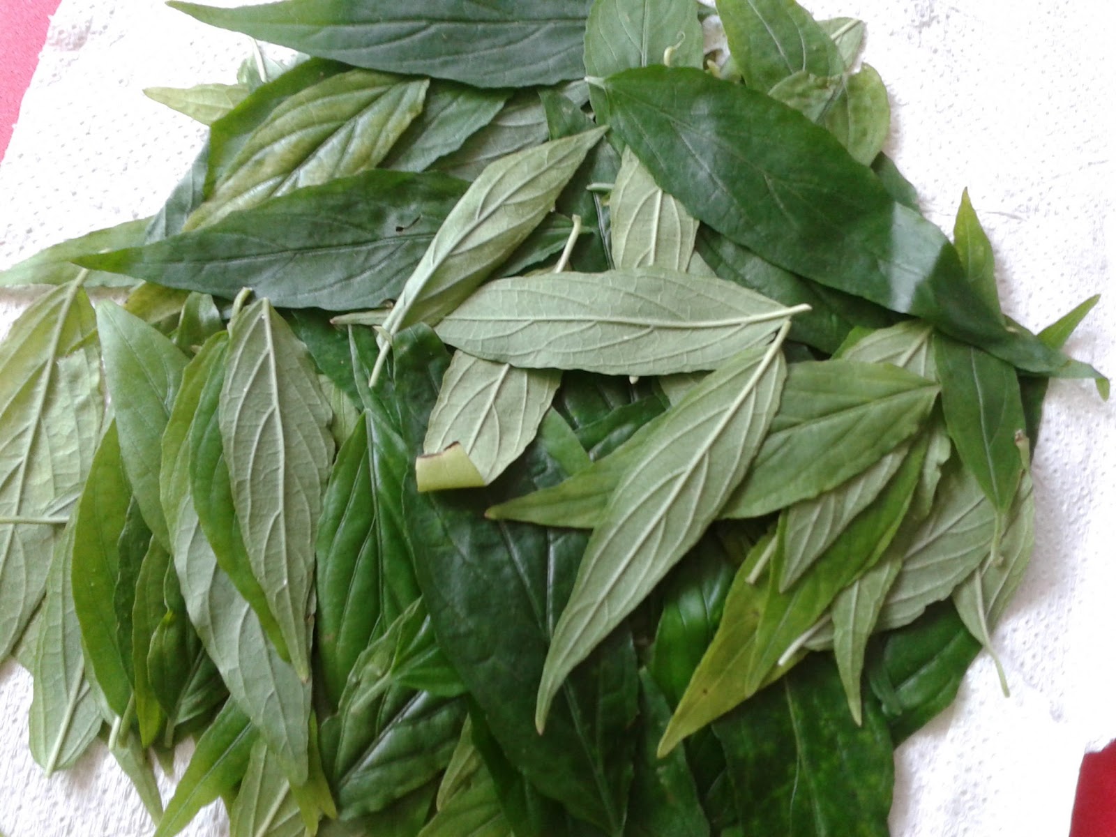 Miko Qigong and Plant Herbs 草 药: SSG Part 1 : Treat Cancer The Natural ...