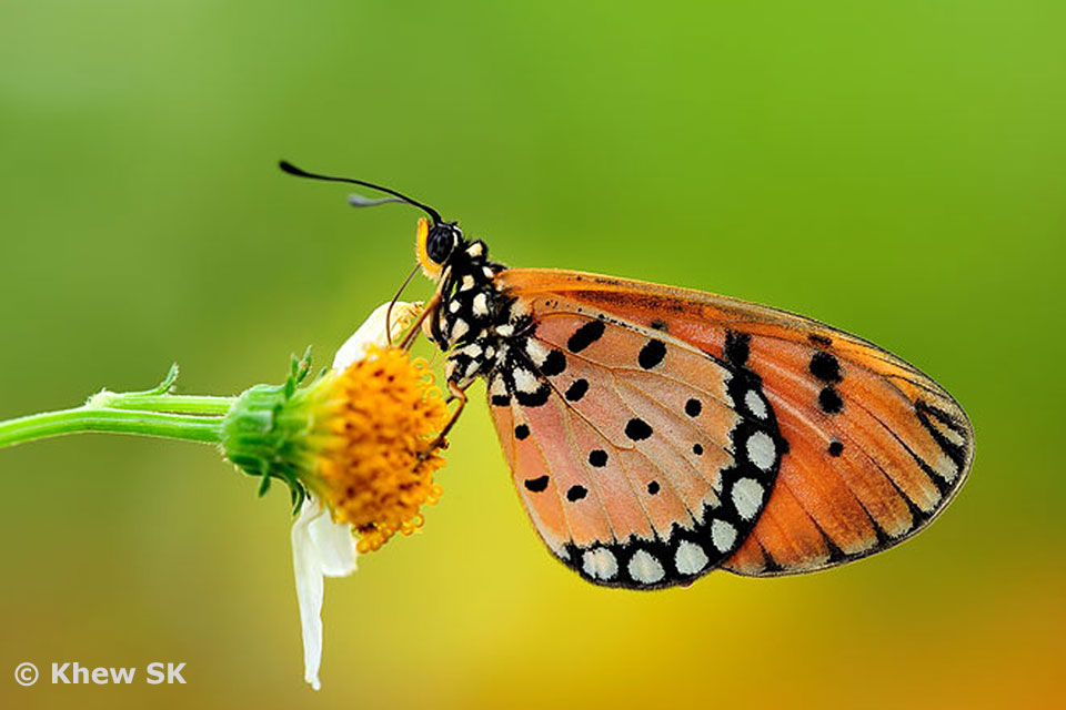 Butterflies of Singapore: Butterfly of the Month - January 2018
