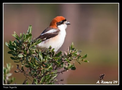 María Naranjo: EL PAJARILLO....LIBRO INÉDITO