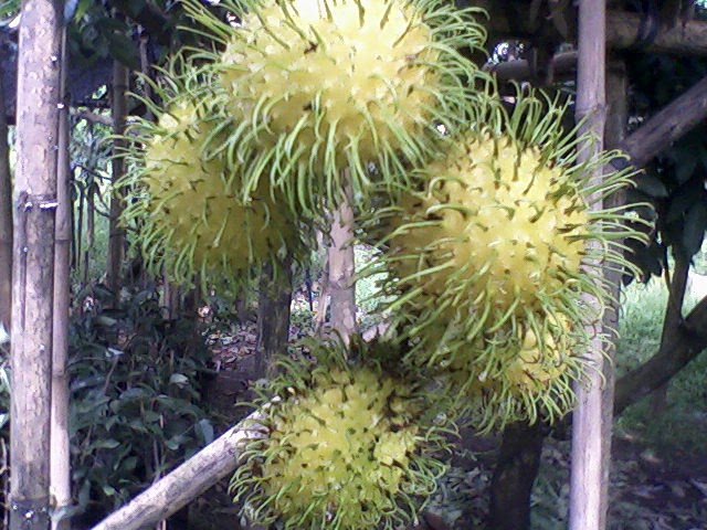 Bibit Buah Bunton Malang: Macam - macam Buah-buahan lainnya